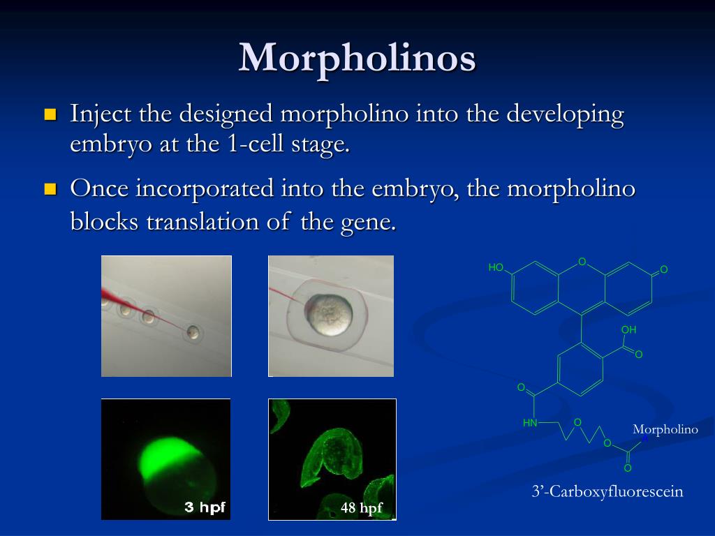 PPT - Role of DNA repair enzymes in removal of bulky DNA adducts in ...