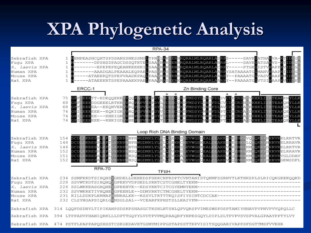 PPT - Role of DNA repair enzymes in removal of bulky DNA adducts in ...