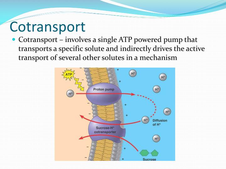 PPT - 7.4 PowerPoint Presentation - ID:2406319