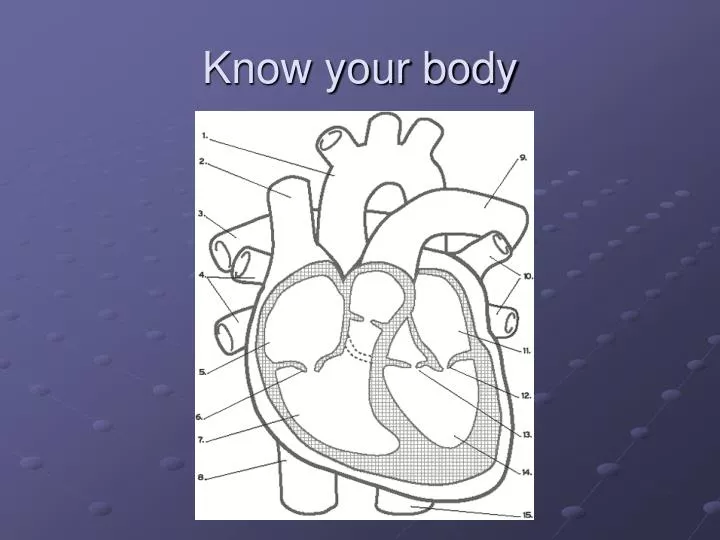 PPT - Know your body PowerPoint Presentation, free download - ID:2406812