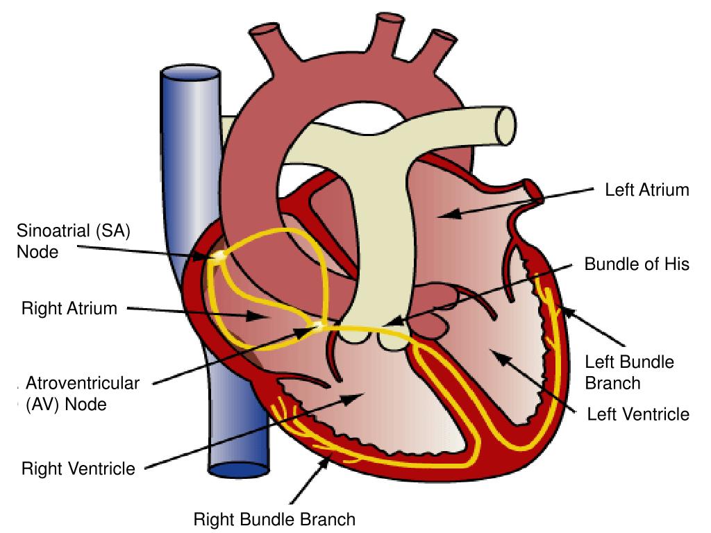 PPT - Understanding the Circulatory System: Functions and Components ...