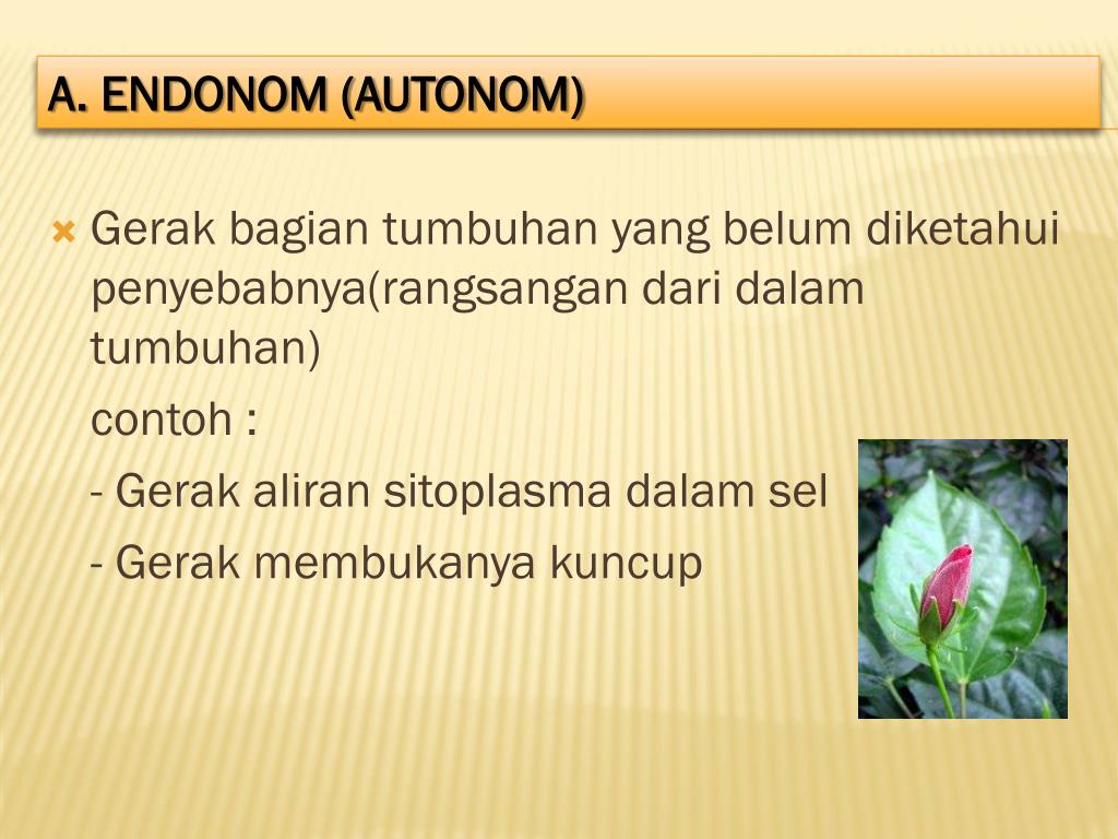 PPT - Penyerapan air dan hara , transpirasi , fotosintesis , respirasi ...
