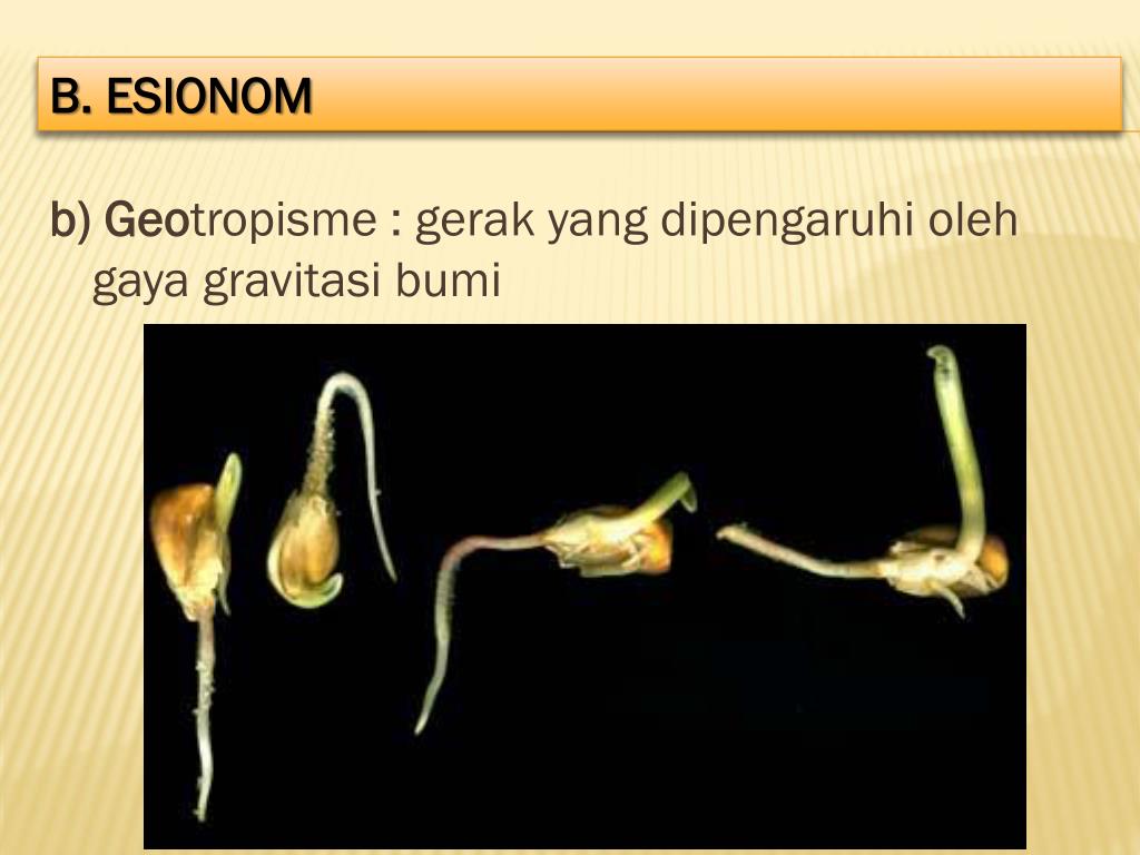 PPT - Penyerapan air dan hara , transpirasi , fotosintesis , respirasi ...