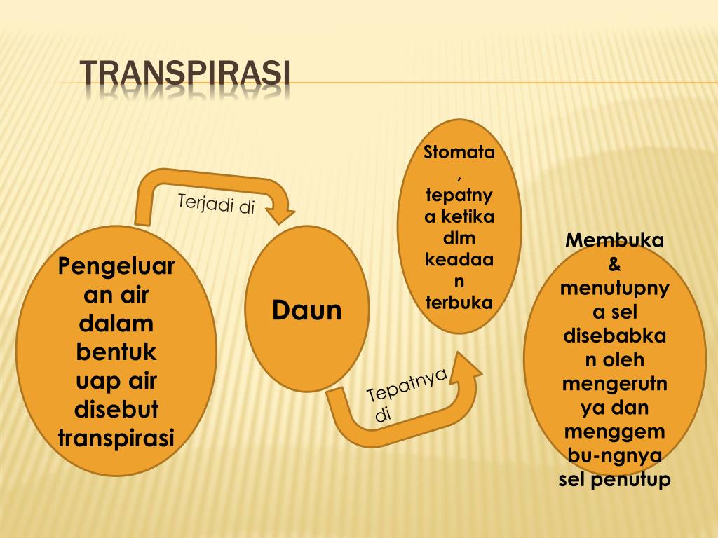 PPT - Penyerapan air dan hara , transpirasi , fotosintesis , respirasi ...