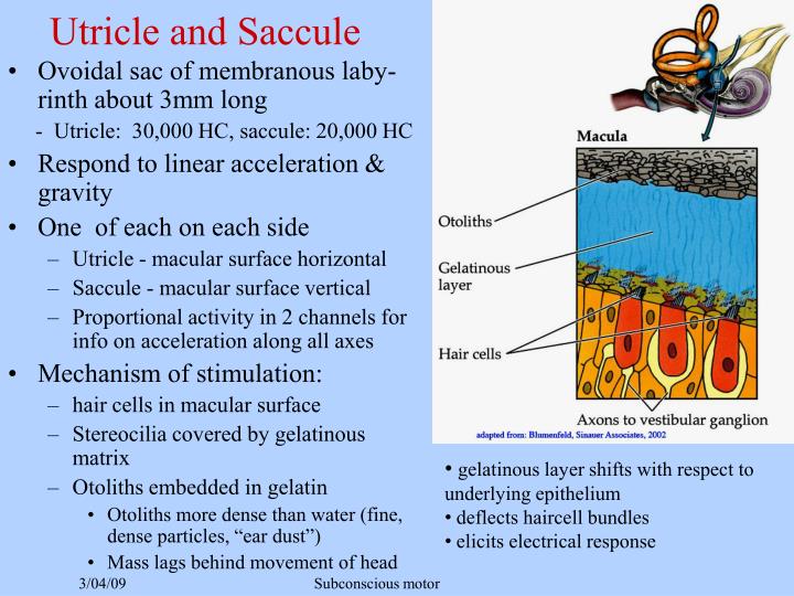 PPT - Vestibular system PowerPoint Presentation - ID:2408029