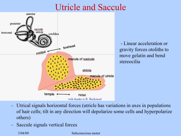 PPT - Vestibular system PowerPoint Presentation - ID:2408029