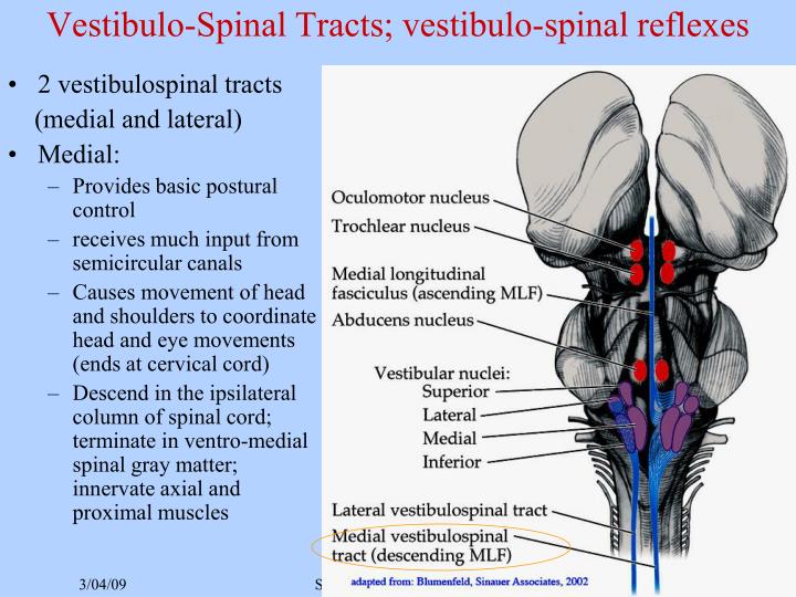 PPT - Vestibular system PowerPoint Presentation - ID:2408029