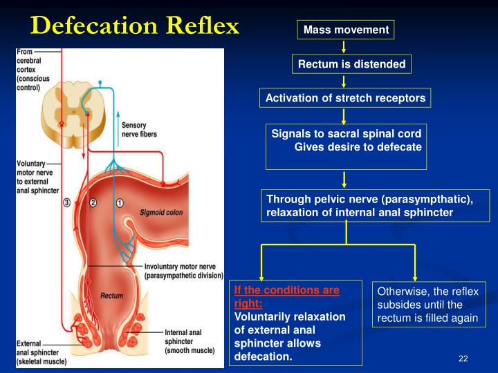 PPT - Motility function of the gastrointestinal system PowerPoint ...