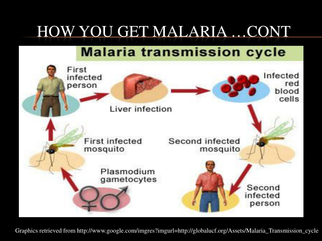 PPT - Malaria Esther Ashford MPH Student PUBH 6165-4 Walden University ...