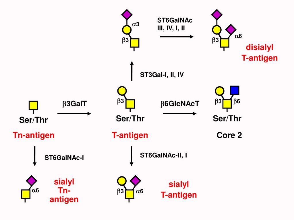 PPT - O-Glycans Chapter 8 April 6, 2004 Jeff Esko jesko@ucsd PowerPoint ...