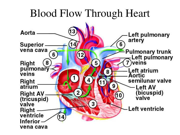 PPT - Chapter 19 The Heart PowerPoint Presentation - ID:2409765
