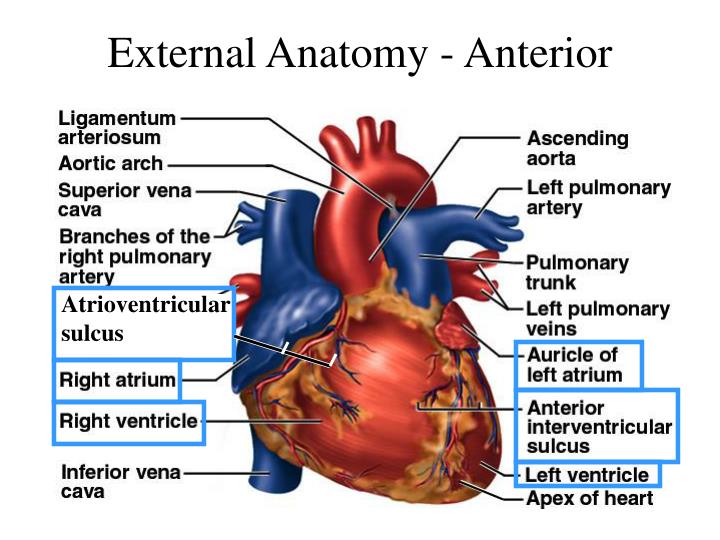 PPT - Chapter 19 The Heart PowerPoint Presentation - ID:2409765