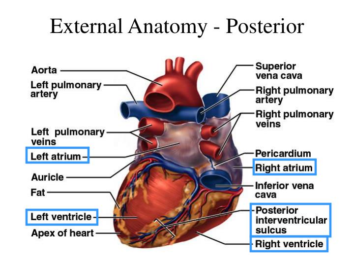 Ppt Chapter 19 The Heart Powerpoint Presentation Id 2409765