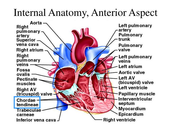 PPT - Chapter 19 The Heart PowerPoint Presentation - ID:2409765