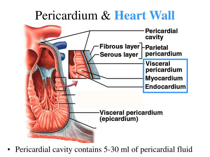 PPT - Chapter 19 The Heart PowerPoint Presentation - ID:2409765