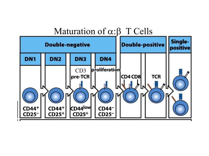PPT - Development of Thymus PowerPoint Presentation - ID:2409950