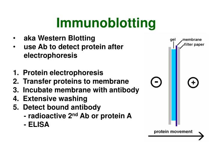 PPT - Analytical Techniques Utilizing Antibodies : flow cytometry gel ...