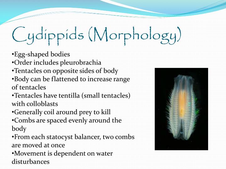 PPT - CTENOPHORA PowerPoint Presentation - ID:2411133