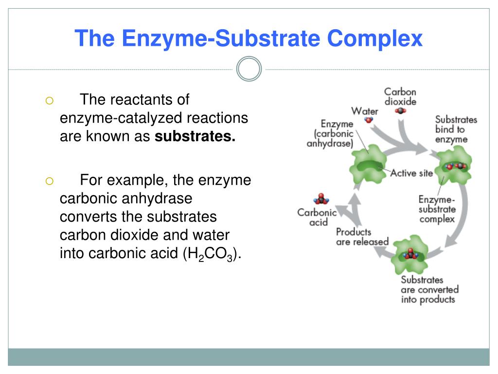 PPT - 2.4 Chemical Reactions and Enzymes PowerPoint Presentation, free ...