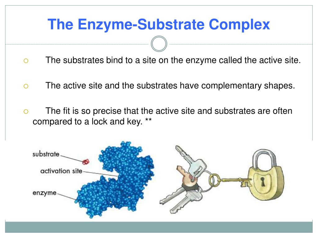 PPT - 2.4 Chemical Reactions and Enzymes PowerPoint Presentation, free ...
