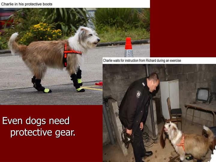 PPT - Arson PowerPoint Presentation - ID:2413174