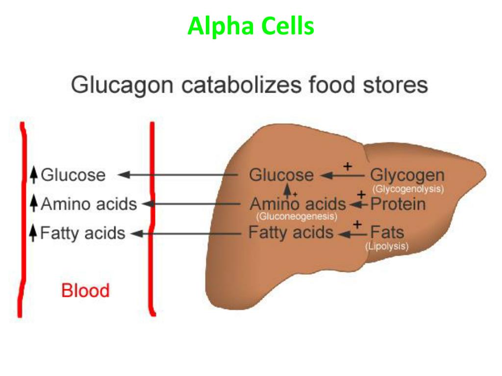 PPT - Major Endocrine Glands – Abdominopelvic - 2 PowerPoint ...