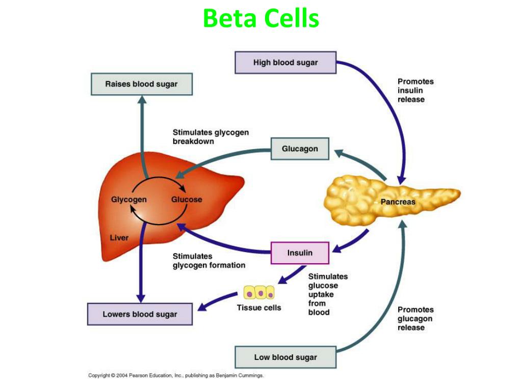 PPT - Major Endocrine Glands – Abdominopelvic - 2 PowerPoint ...