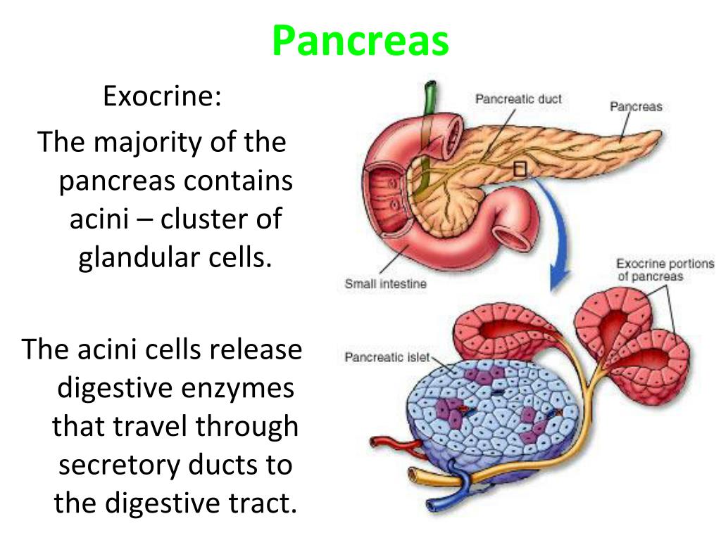 PPT - Major Endocrine Glands – Abdominopelvic - 2 PowerPoint ...