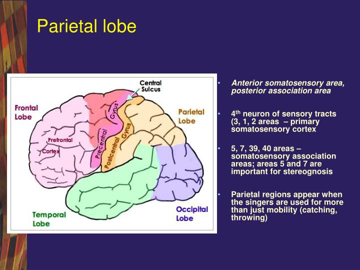 PPT - Venous system PowerPoint Presentation - ID:2414273