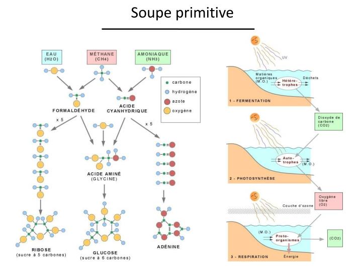 PPT - Histoire de la vie sur la Terre PowerPoint Presentation - ID:2414443