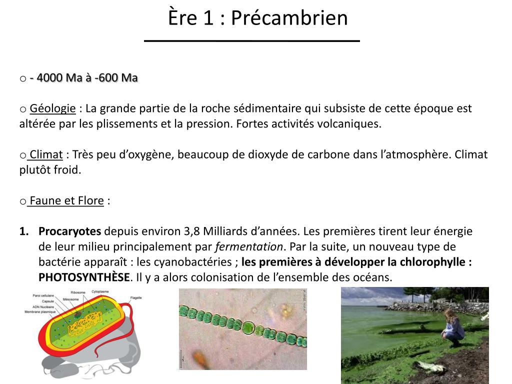 PPT - Histoire de la vie sur la Terre PowerPoint Presentation, free ...
