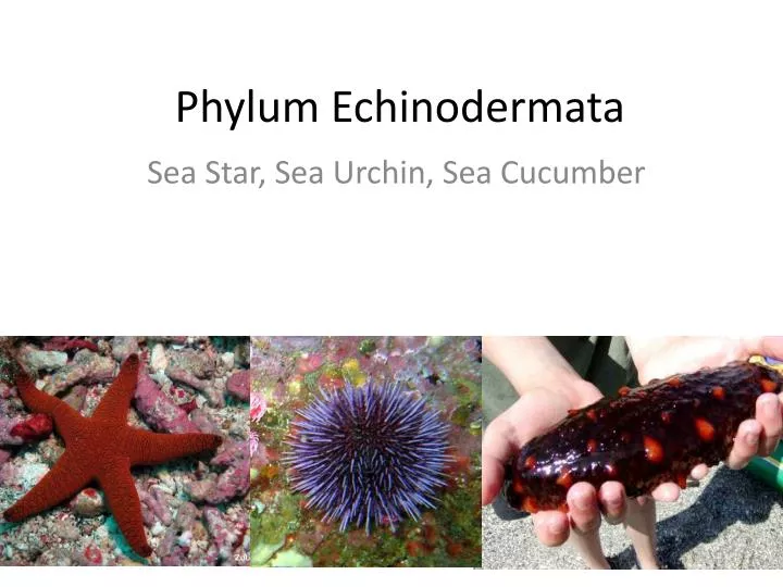 PPT - Phylum Echinodermata PowerPoint Presentation, free download - ID ...