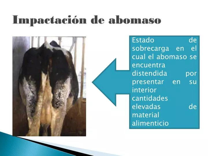 PPT - Impactación de abomaso PowerPoint Presentation, free download ...