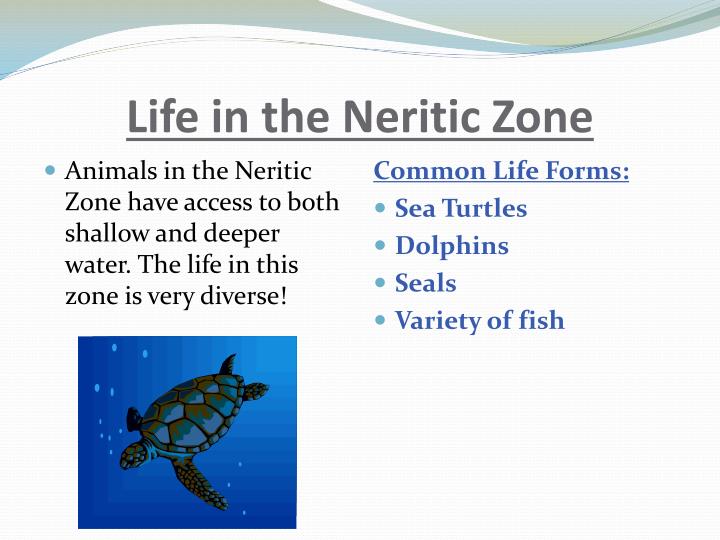 PPT - Marine Ecosystems PowerPoint Presentation - ID:2415396