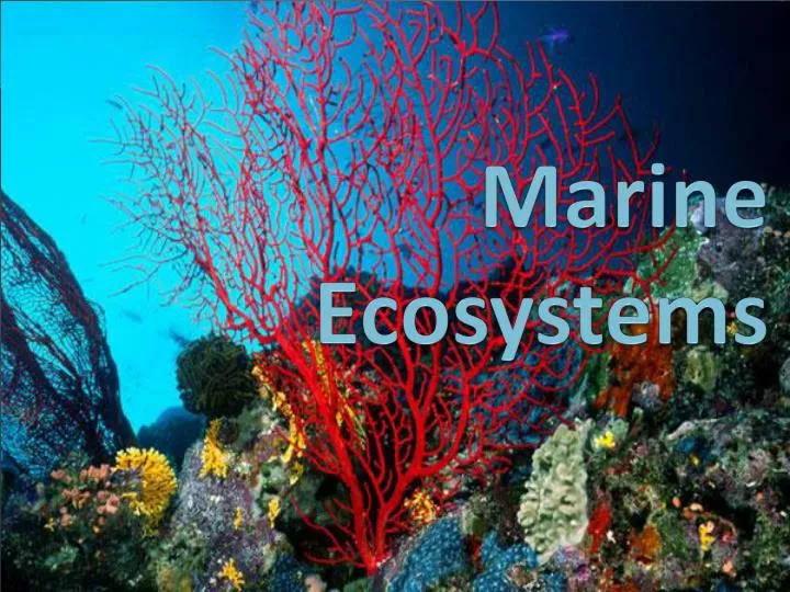 PPT - Marine Ecosystems PowerPoint Presentation, free download - ID:2415396