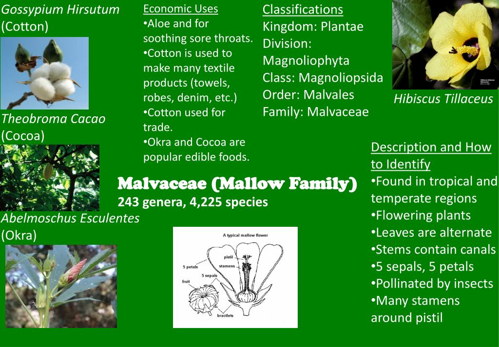 PPT - Malvaceae (Mallow Family) 243 genera, 4,225 species PowerPoint ...