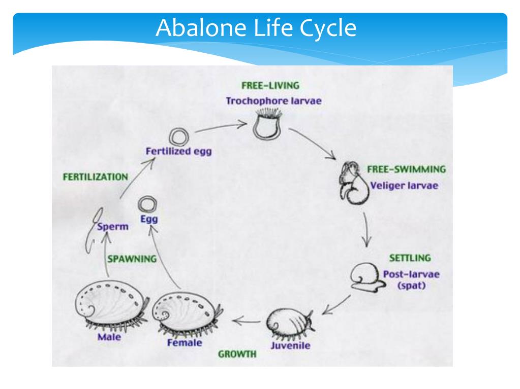 PPT - Zoe Nichols Marine Aquaculture Dauphin Island Sea Lab PowerPoint ...