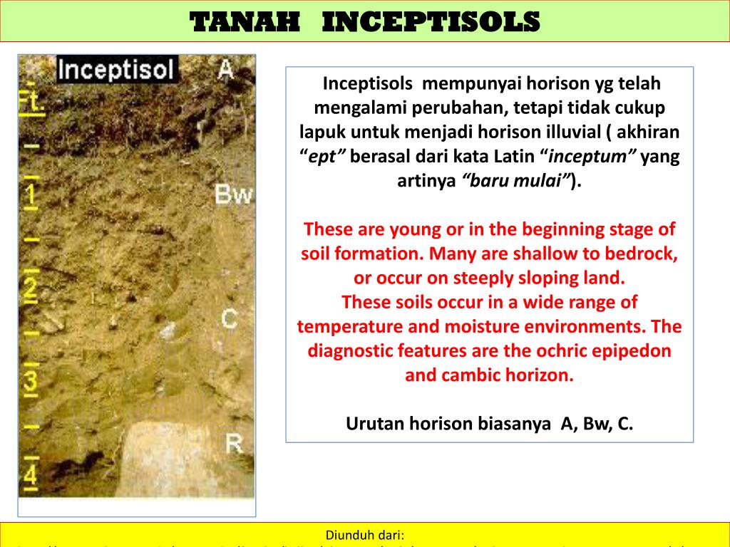 PPT - BAHAN KAJIAN MK. DASAR ILMU TANAH TANAH INCEPTISOLS PowerPoint ...