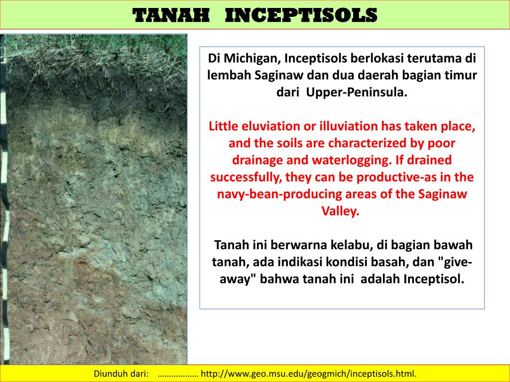 PPT - BAHAN KAJIAN MK. DASAR ILMU TANAH TANAH INCEPTISOLS PowerPoint ...