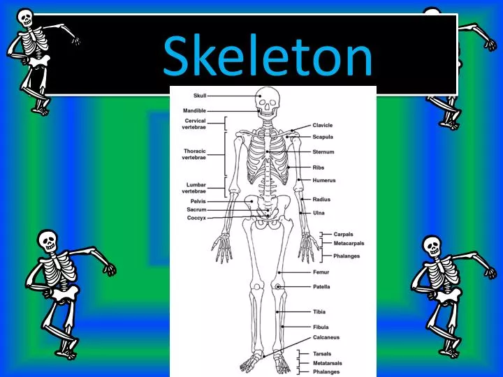 PPT - Skeleton PowerPoint Presentation, free download - ID:2416893