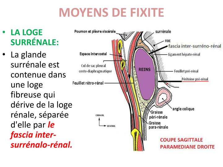 PPT - LES GLANDES SURRENALES PowerPoint Presentation - ID:2417441