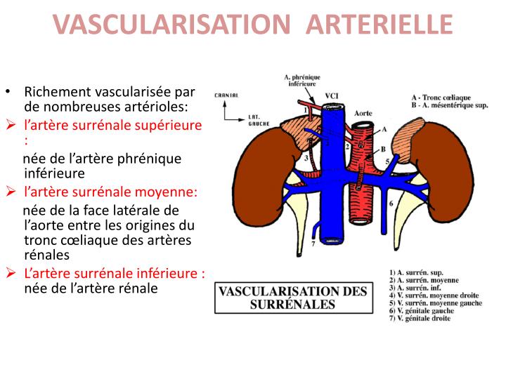 PPT - LES GLANDES SURRENALES PowerPoint Presentation - ID:2417441