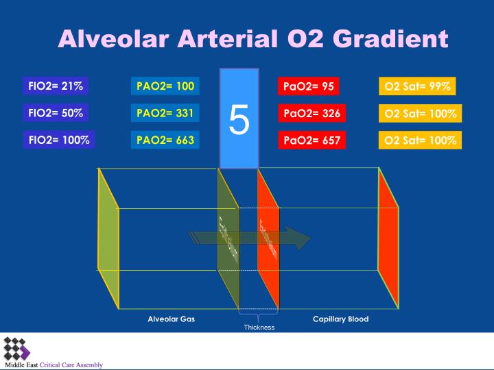 PPT - Alveolar Gas Equation PowerPoint Presentation - ID:2417510