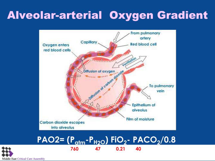 PPT - Alveolar Gas Equation PowerPoint Presentation - ID:2417510