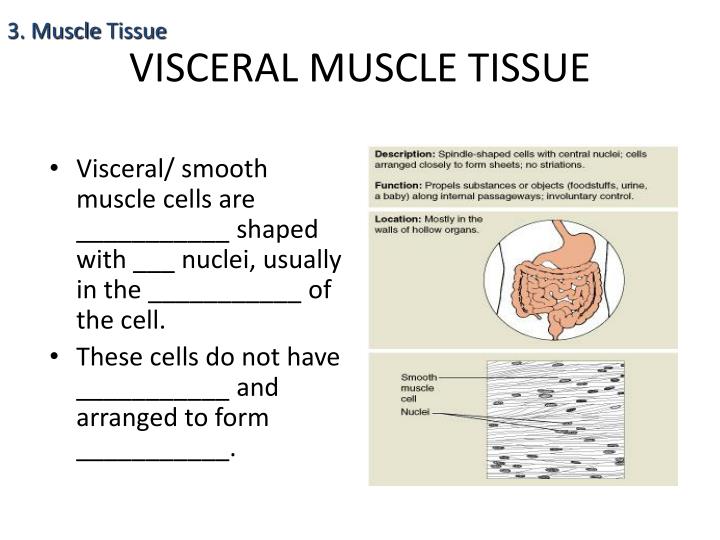 PPT - Specialized connective tissue _________________ PowerPoint ...