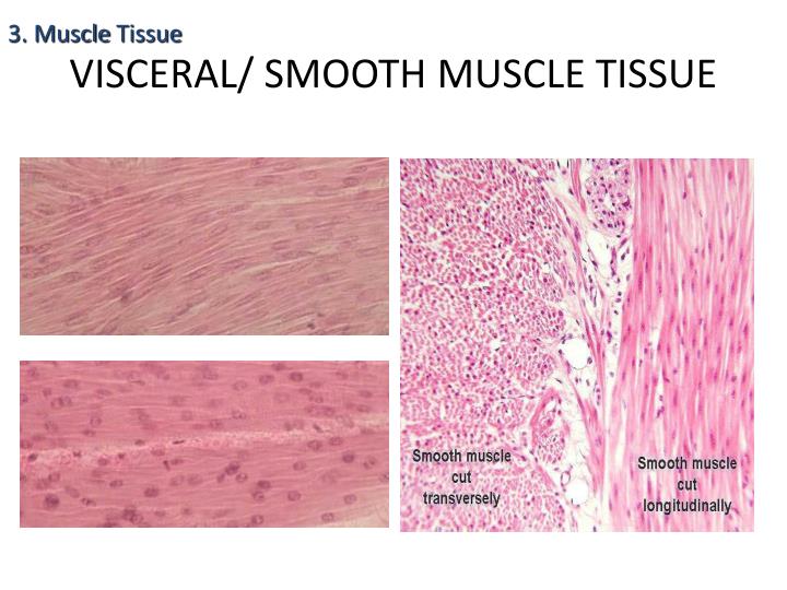 PPT - Specialized connective tissue _________________ PowerPoint ...