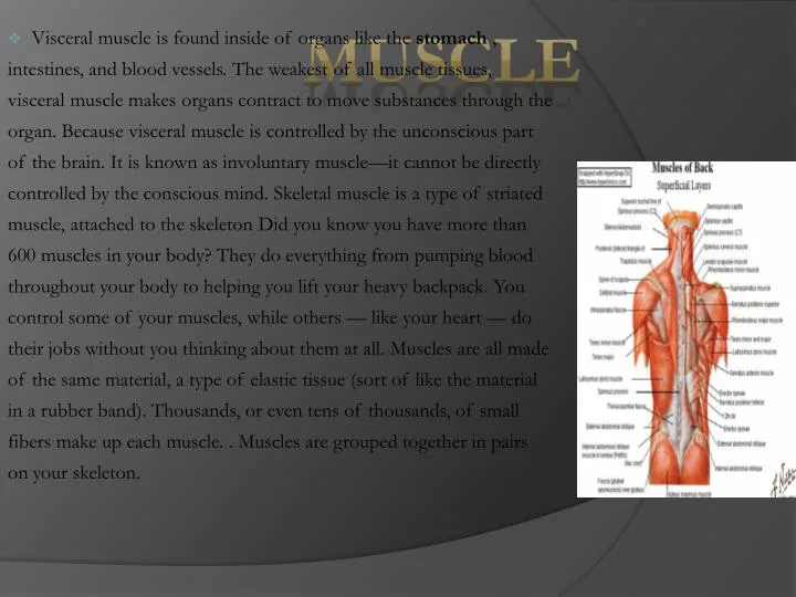 PPT - muscle PowerPoint Presentation, free download - ID:2417728