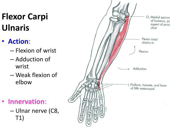 Ppt Muscles Of The Anterior Forearm Powerpoint Presentation Id 2417770