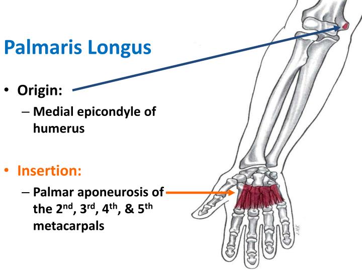 PPT - Muscles of the Anterior Forearm PowerPoint Presentation - ID:2417770