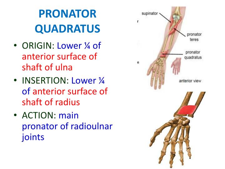 PPT - Muscles of the Anterior Forearm PowerPoint Presentation - ID:2417770